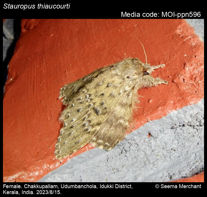 Stauropus thiaucourti Schintlmeister, 2003 - | Moths